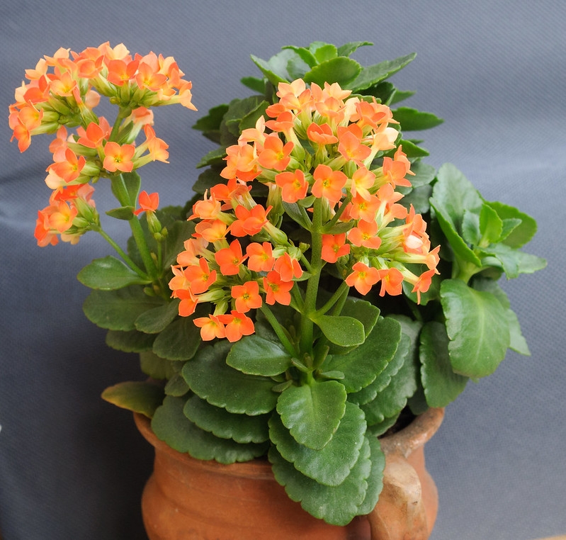 Kalanchoe blossfeldiana (Christmas Kalanchoe, Florist Kalanchoe ...