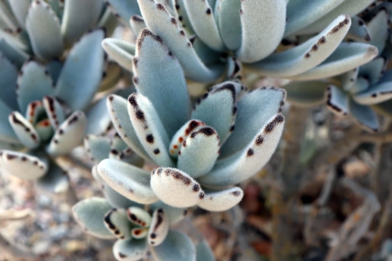 Kalanchoe tomentosa (Cocoon Plant, Panda Bear Plant, Panda Plant, Plush ...