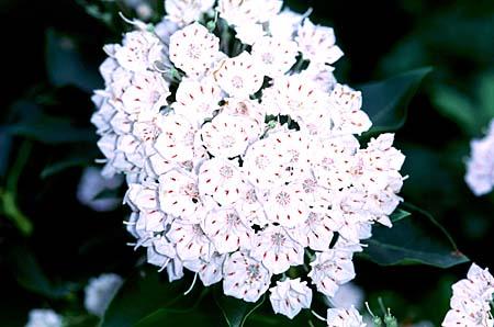 Kalmia latifolia (Calico Bush, Ivy Bush, Mountain Ivy, Mountain Laurel ...