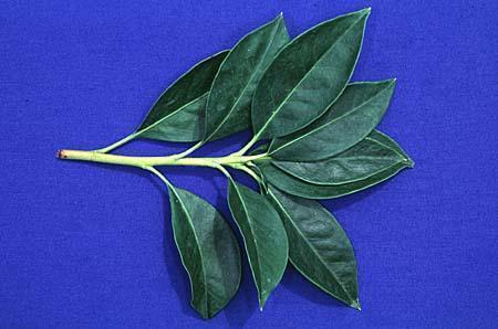 Kalmia latifolia (Calico Bush, Ivy Bush, Mountain Ivy, Mountain Laurel ...