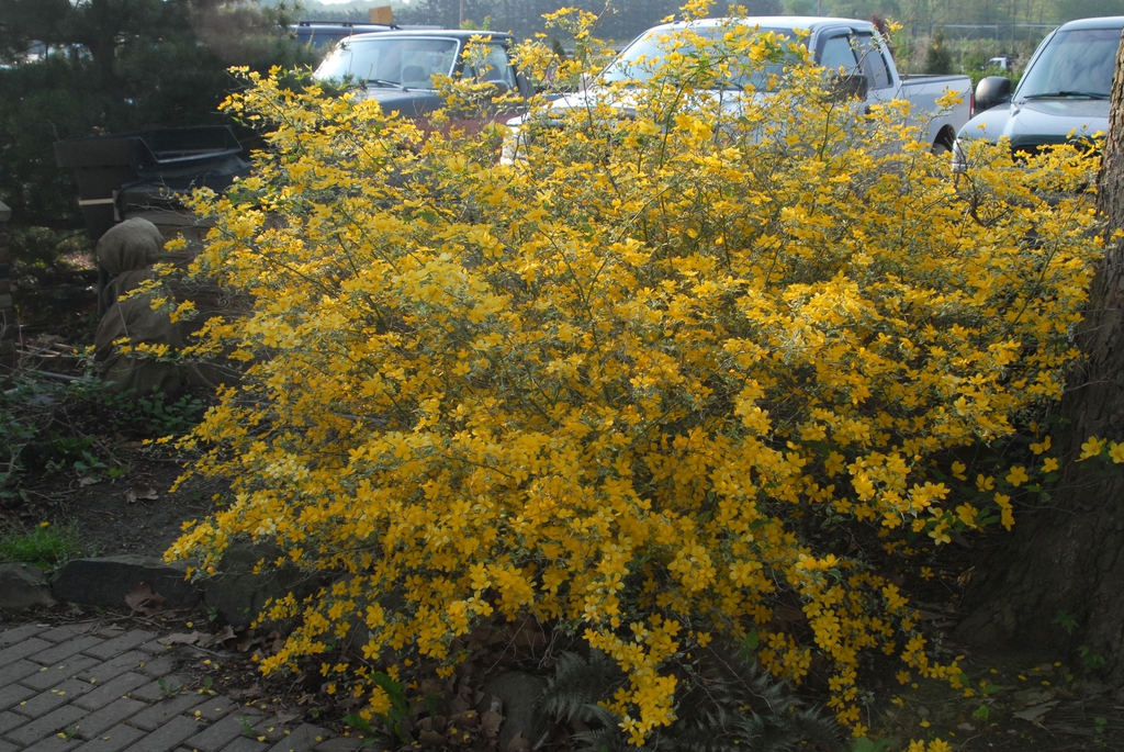 Kerria japonica (Japanese Kerria, Japanese Rose, Kerria) | North ...