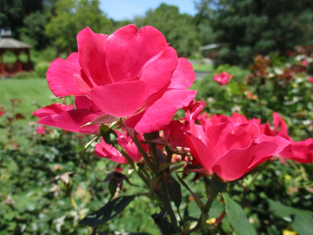 Pink Double Knock Out® - Rosa Knock Out® Group | North Carolina ...