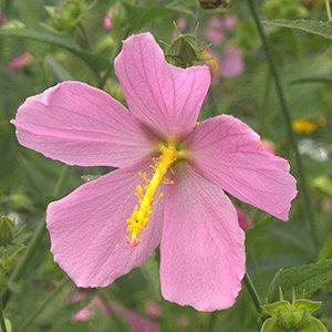 Kosteletzkya pentacarpos (Coastal Mallow, Seashore Mallow) | North ...
