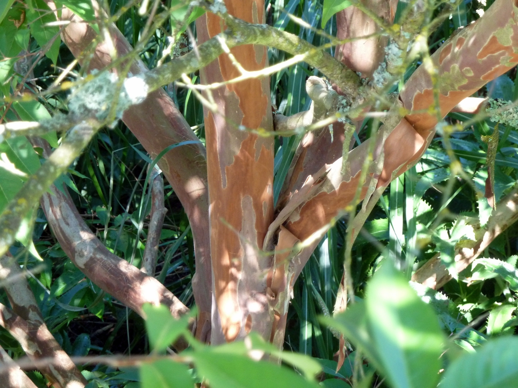 Lagerstroemia subcostata var. fauriei (Japanese Crape Myrtle) | North ...