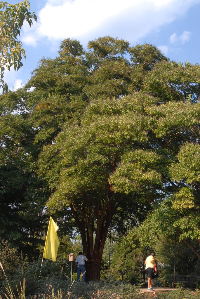 Lagerstroemia subcostata var. fauriei (Japanese Crape Myrtle) | North ...