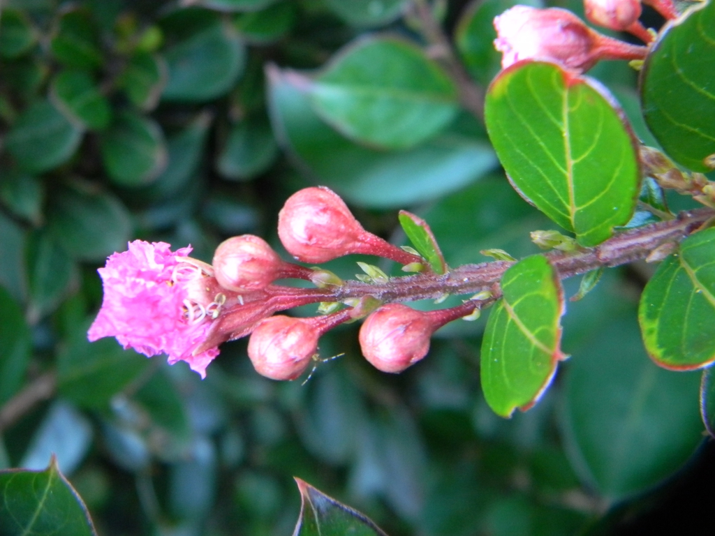 Lagerstroemia indica (Common Crape Myrtle, Crape Flower, Crape Myrtle ...