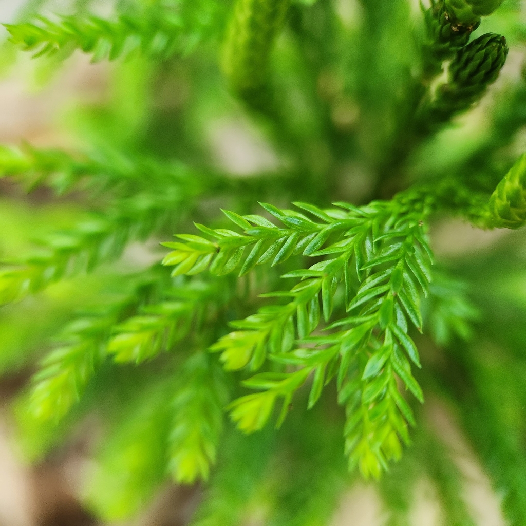Lycopodium obscurum (Common Ground Pine, Flat-branched Ground-pine ...