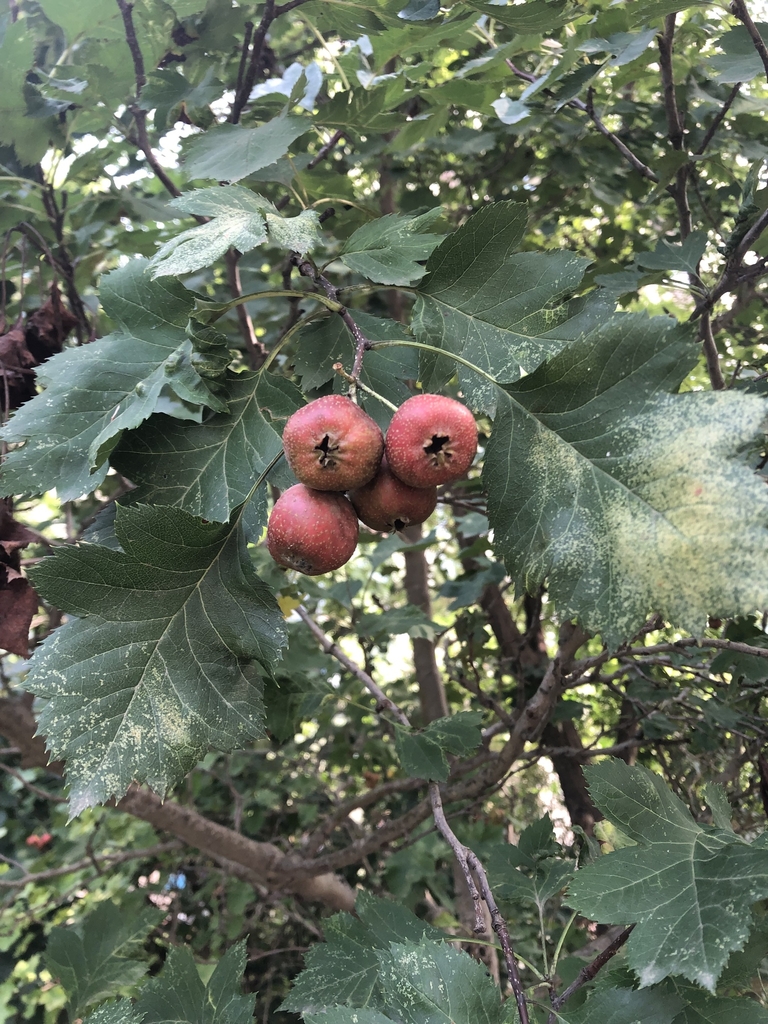 Crataegus pinnatifida (Chinese Hawberry, Chinese Hawthorn, Hawthorn ...