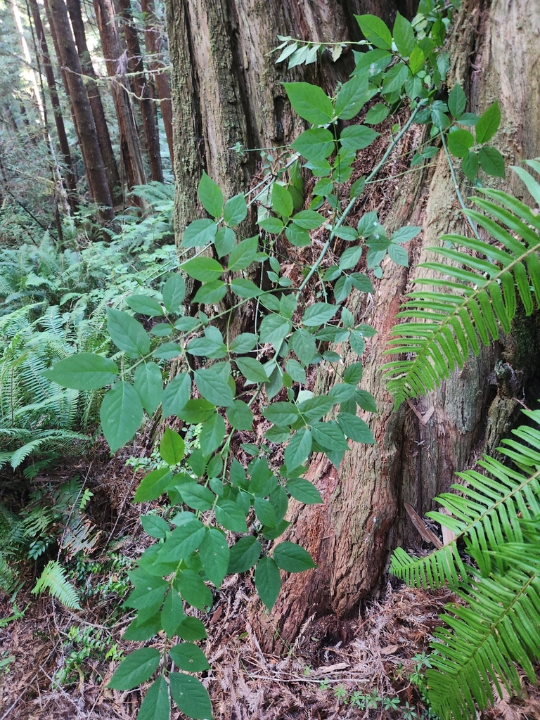 Euonymus occidentalis (Burning Bush, Spindle Tree, Wahoo, Western ...