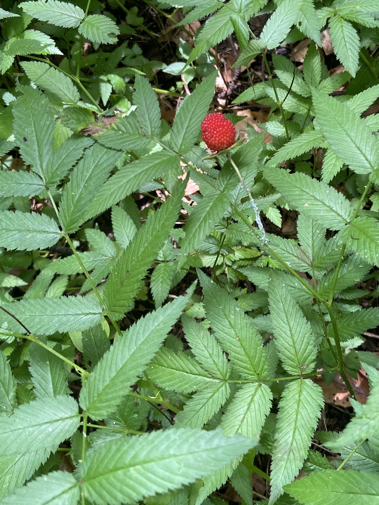 Rubus illecebrosus (Ballon berry, Blackberry, Dewberry, Roseberry ...