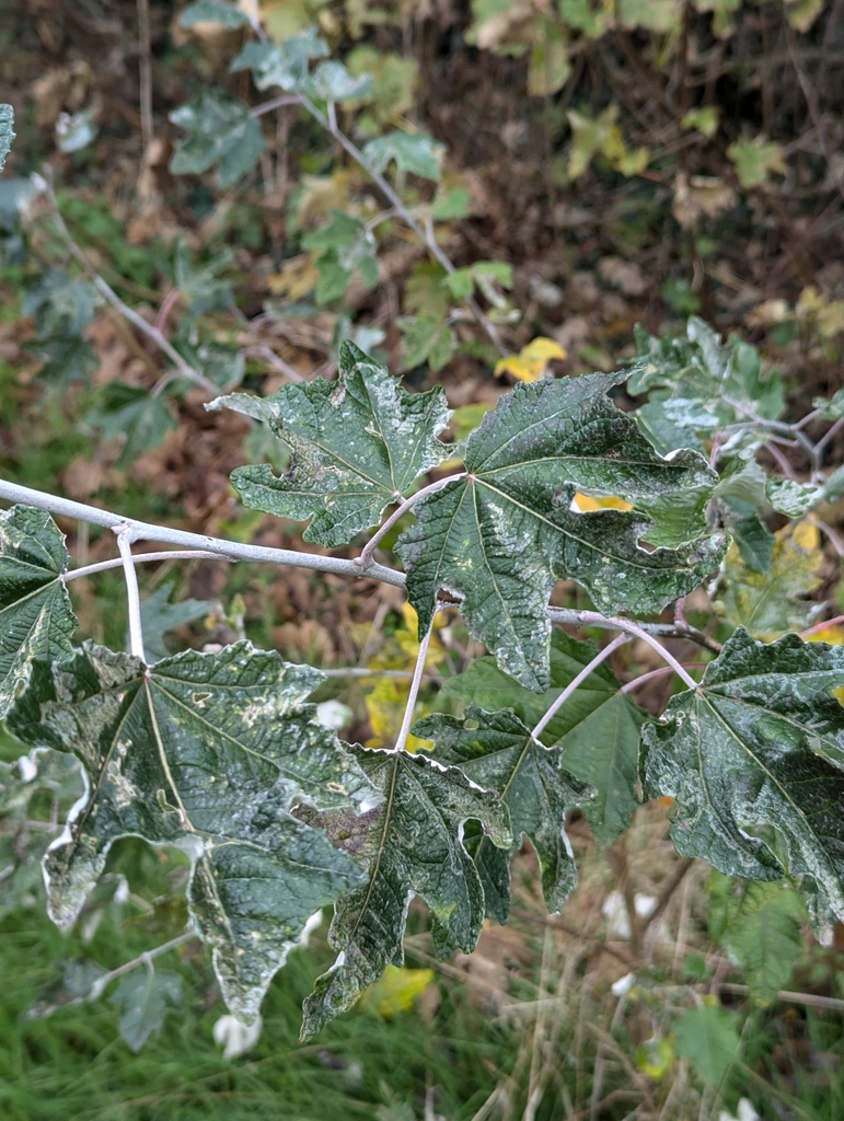 Populus alba | North Carolina Extension Gardener Plant Toolbox