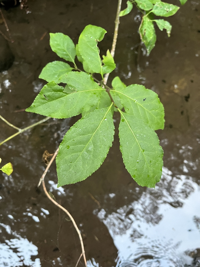 Euonymus occidentalis (Burning Bush, Spindle Tree, Wahoo, Western ...
