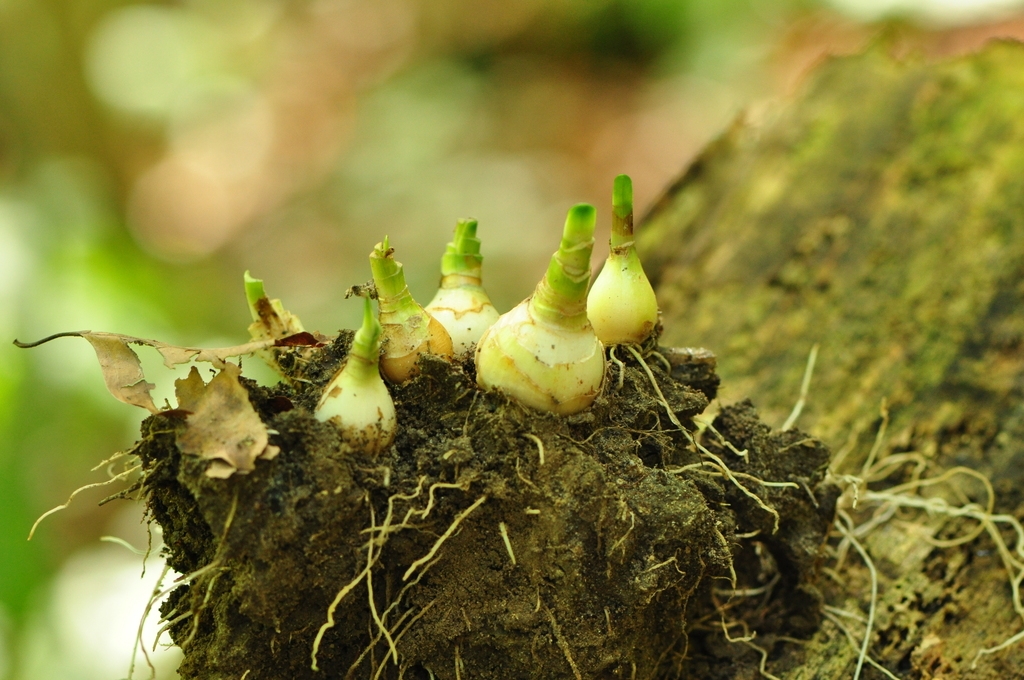 Leucojum vernum (Snowflake, Spring Snowflake, St. Agnes' Flower ...