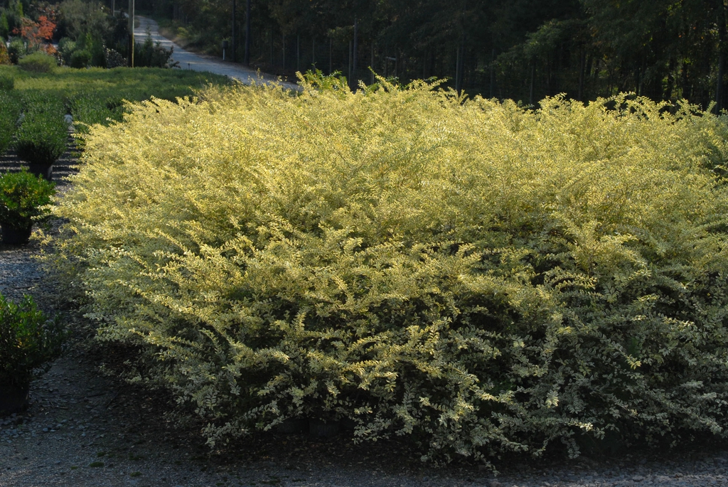 Ligustrum sinense (Chinese Privet) | North Carolina Extension Gardener ...
