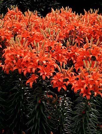 Lilium - Asiatic hybrids (Asiatic Hybrid Lilies, Asiatic Lilies, Lilies ...