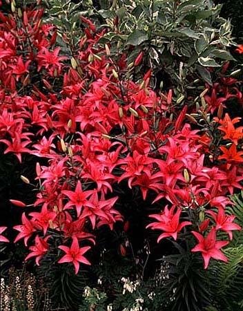 Lilium - Asiatic hybrids (Asiatic Hybrid Lilies, Asiatic Lilies, Lilies ...