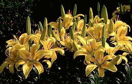 Lilium - Asiatic hybrids (Asiatic Hybrid Lilies, Asiatic Lilies, Lilies ...