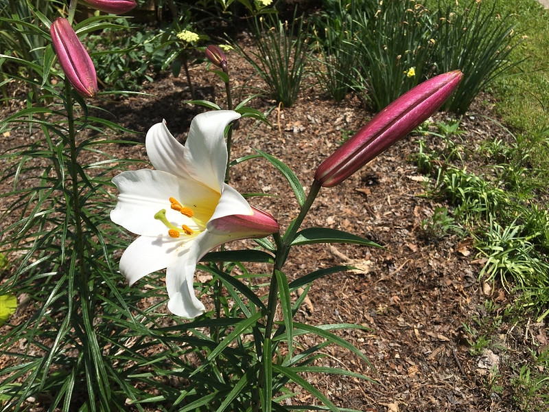 Lilium regale (Regal Lily, Royal Lily, Trumpet Lily) | North Carolina ...