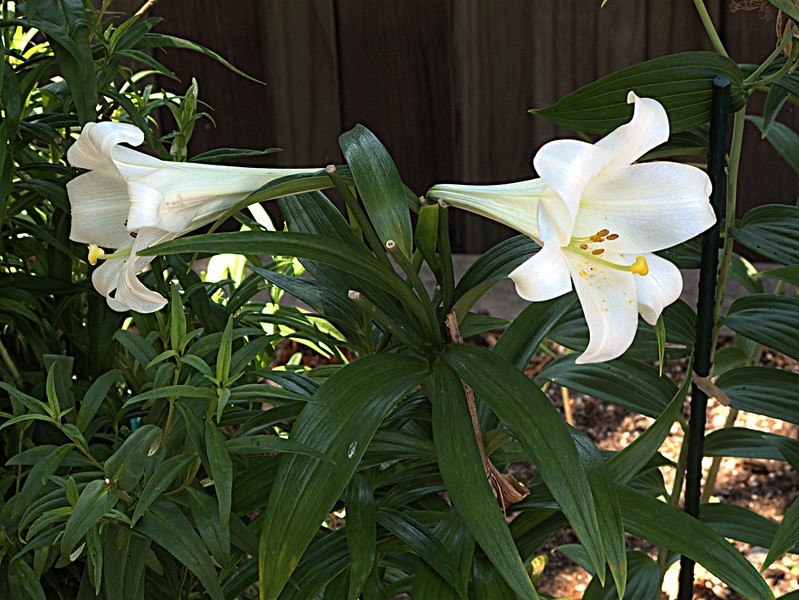 Lilium longiflorum (Easter Lily, Wild Lily) | North Carolina Extension ...