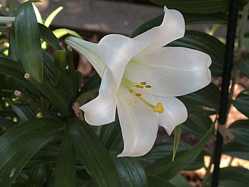 Lilium longiflorum (Easter Lily, Wild Lily) | North Carolina Extension ...