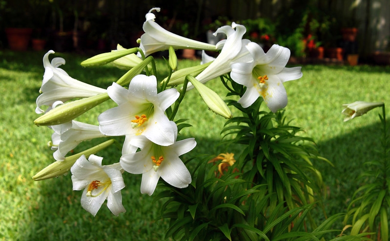 Lilium longiflorum (Easter Lily, Wild Lily) | North Carolina Extension ...