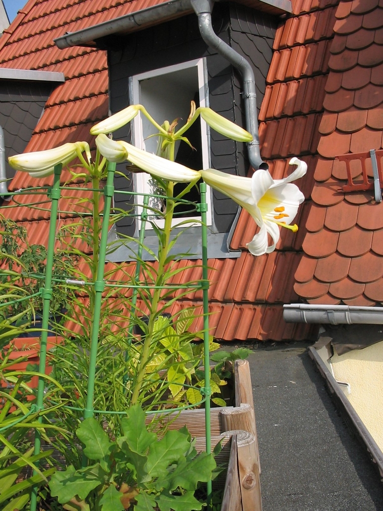 Lilium regale (Regal Lily, Royal Lily, Trumpet Lily) | North Carolina ...