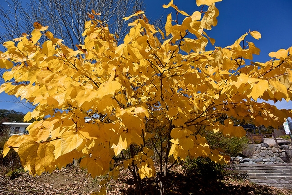 Lindera obtusiloba (Blunt-Lobed Spicebush, Japanese Spicebush, Japanese ...