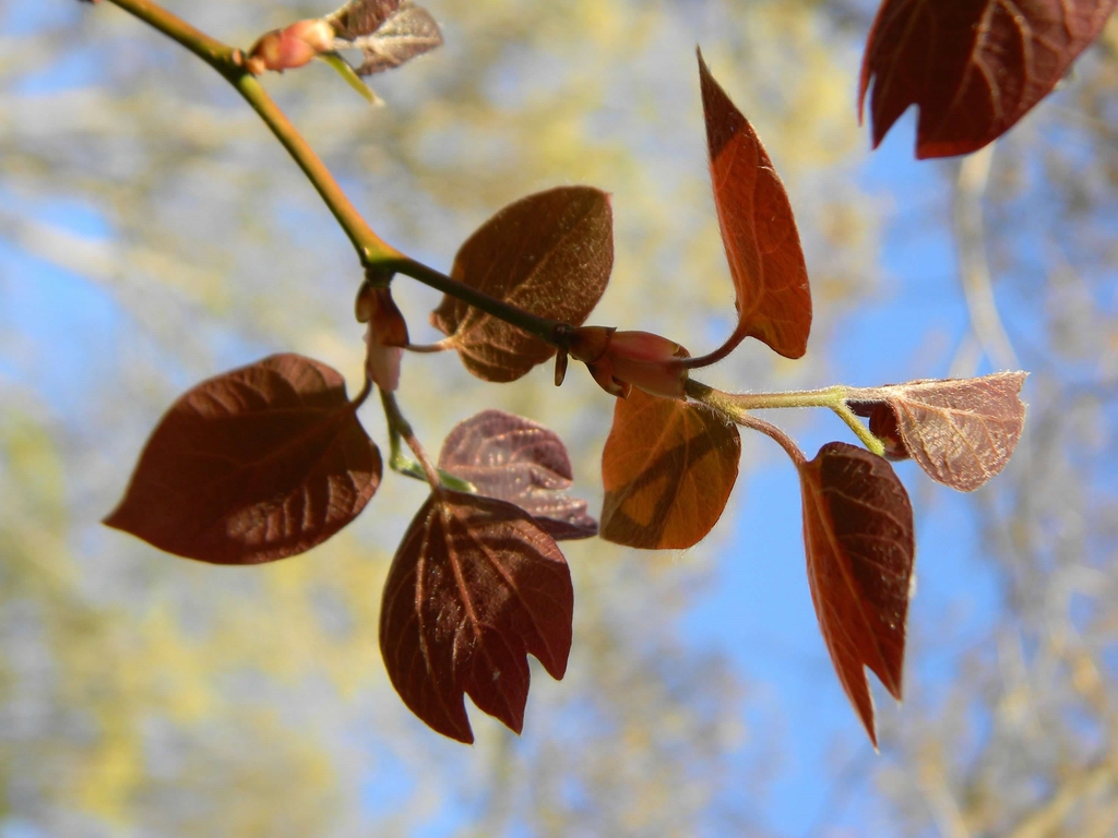 Lindera obtusiloba (Blunt-Lobed Spicebush, Japanese Spicebush, Japanese ...