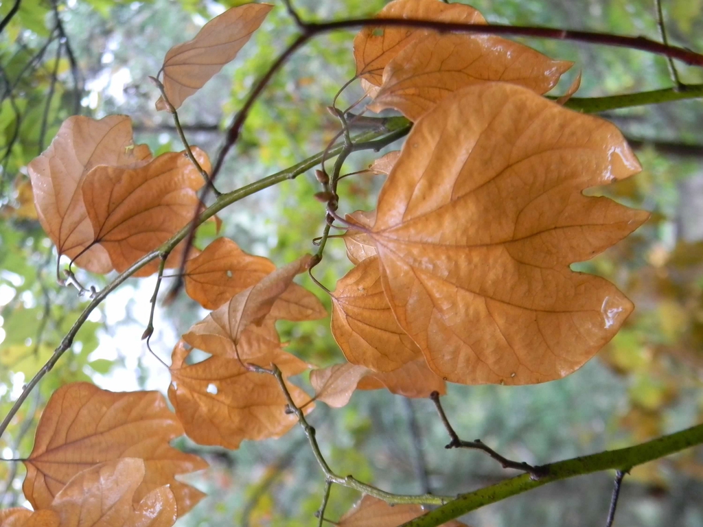 Lindera obtusiloba (Blunt-Lobed Spicebush, Japanese Spicebush, Japanese ...