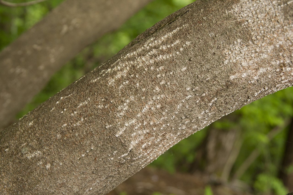 Lindera obtusiloba (Blunt-Lobed Spicebush, Japanese Spicebush, Japanese ...