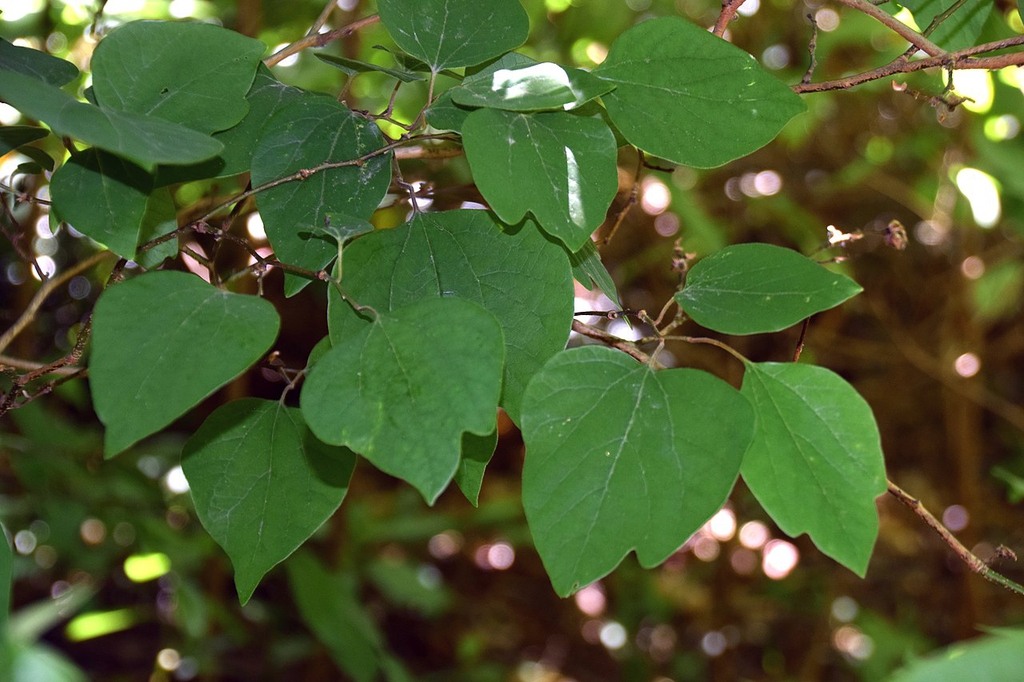 Lindera obtusiloba (Blunt-Lobed Spicebush, Japanese Spicebush, Japanese ...