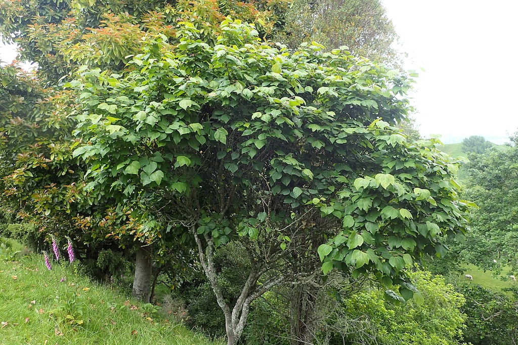 Lindera obtusiloba (Blunt-Lobed Spicebush, Japanese Spicebush, Japanese ...