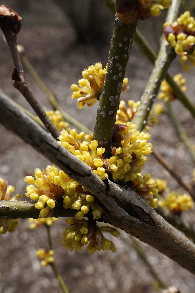 Lindera obtusiloba (Blunt-Lobed Spicebush, Japanese Spicebush, Japanese ...