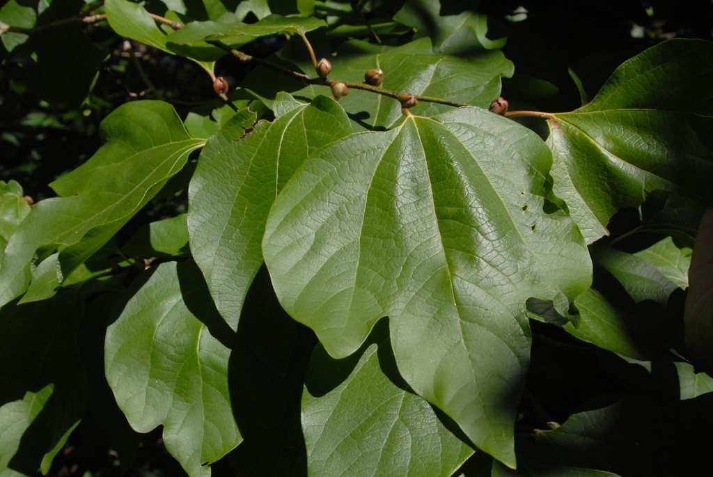 Japanese Spicebush - Lindera obtusiloba | North Carolina Extension ...