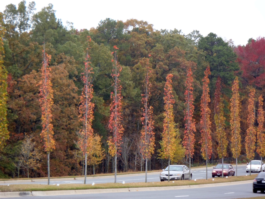 Liquidambar styraciflua (American Sweet Gum, Redgum, Red Sweet Gum ...