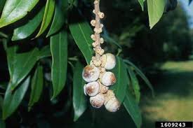 Lithocarpus henryi (Henry Tanbark Oak) | North Carolina Extension ...