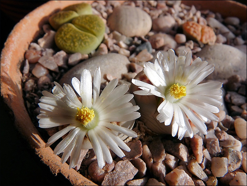 Lithops (Living Stones) | North Carolina Extension Gardener Plant Toolbox
