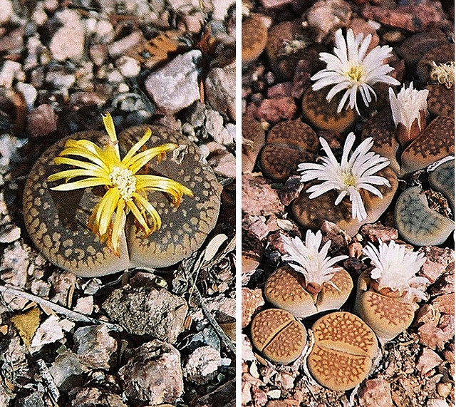 Lithops (Living Stones) | North Carolina Extension Gardener Plant Toolbox