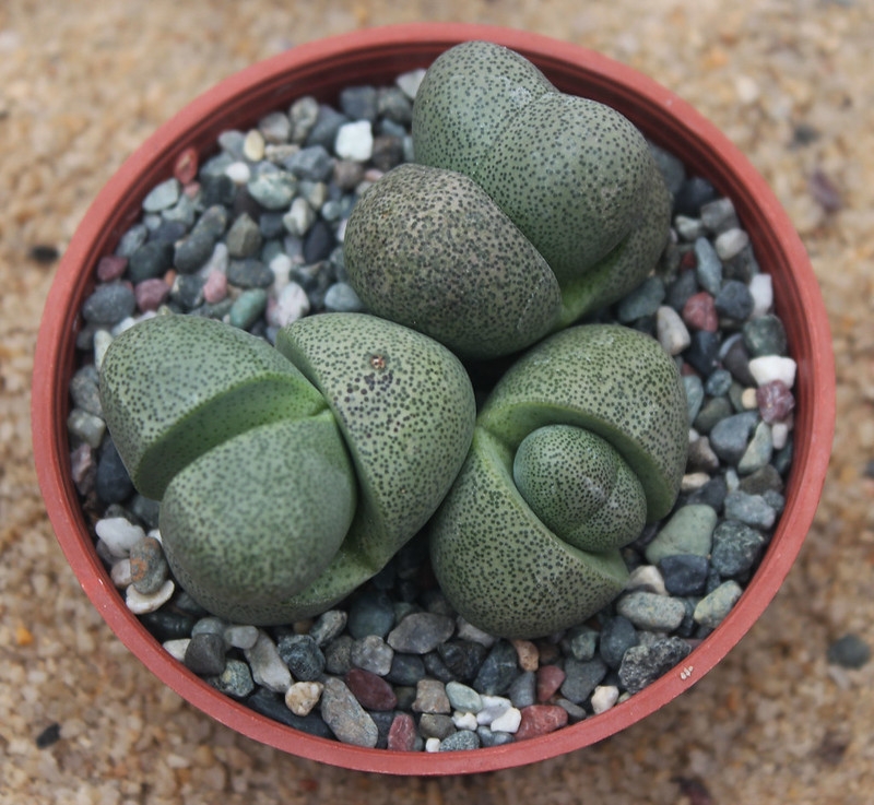 Lithops (Living Stones) | North Carolina Extension Gardener Plant Toolbox