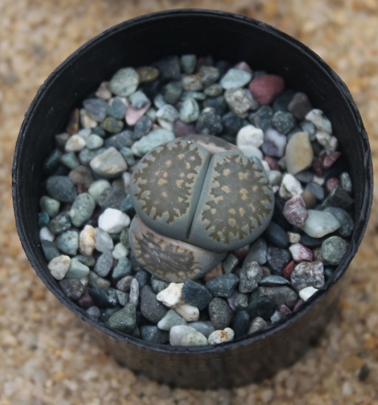Lithops (Living Stones) | North Carolina Extension Gardener Plant Toolbox