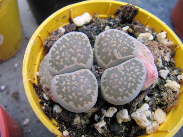 Lithops (Living Stones) | North Carolina Extension Gardener Plant Toolbox