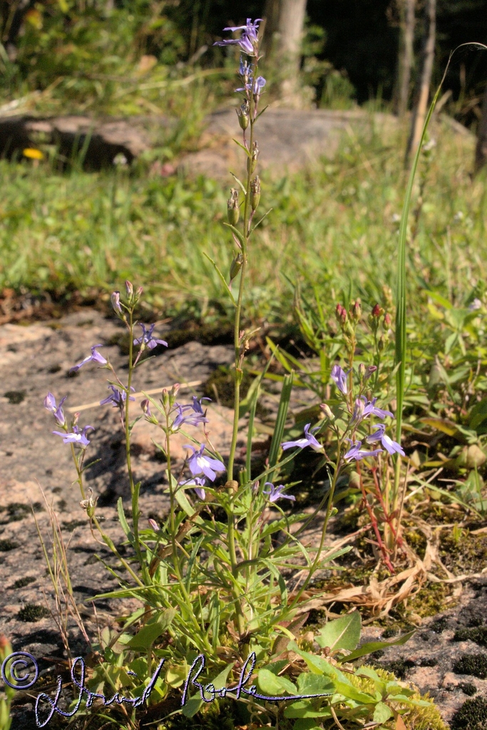 Lobelia elongata (Blue Lobelia, Long-Leaf Lobelia, Longleaf Lobella ...