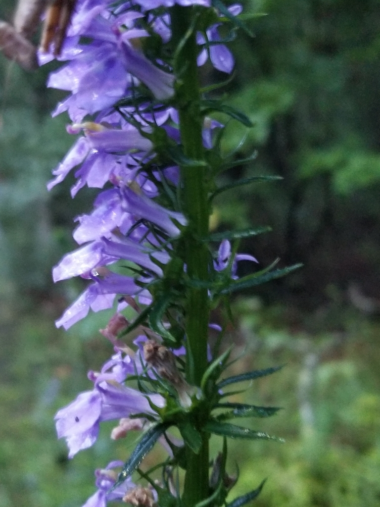 Lobelia elongata (Blue Lobelia, Long-Leaf Lobelia, Longleaf Lobella ...