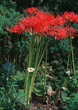 Lycoris radiata (Naked Lily, Red Spider Lily, Spider Lily) | North ...