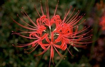 Lycoris radiata (Naked Lily, Red Spider Lily, Spider Lily) | North ...
