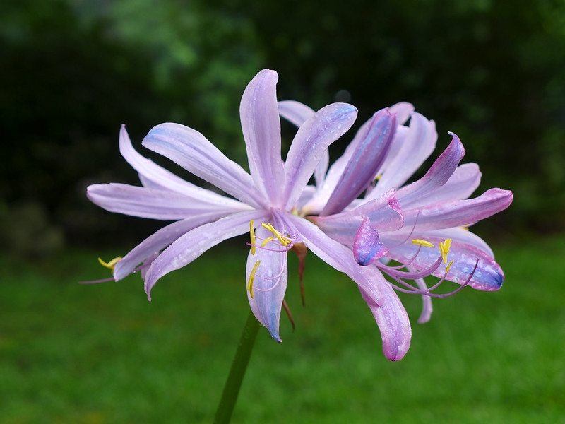 Lycoris (Cluster Amaryllis, Equinox Flower, Hurricane Lilies, Magic ...
