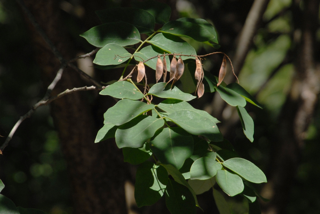 Maackia amurensis (Amur Maackia) | North Carolina Extension Gardener ...