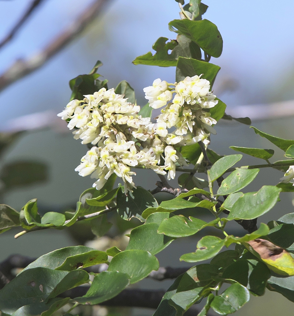 Maackia amurensis (Amur Maackia) | North Carolina Extension Gardener ...