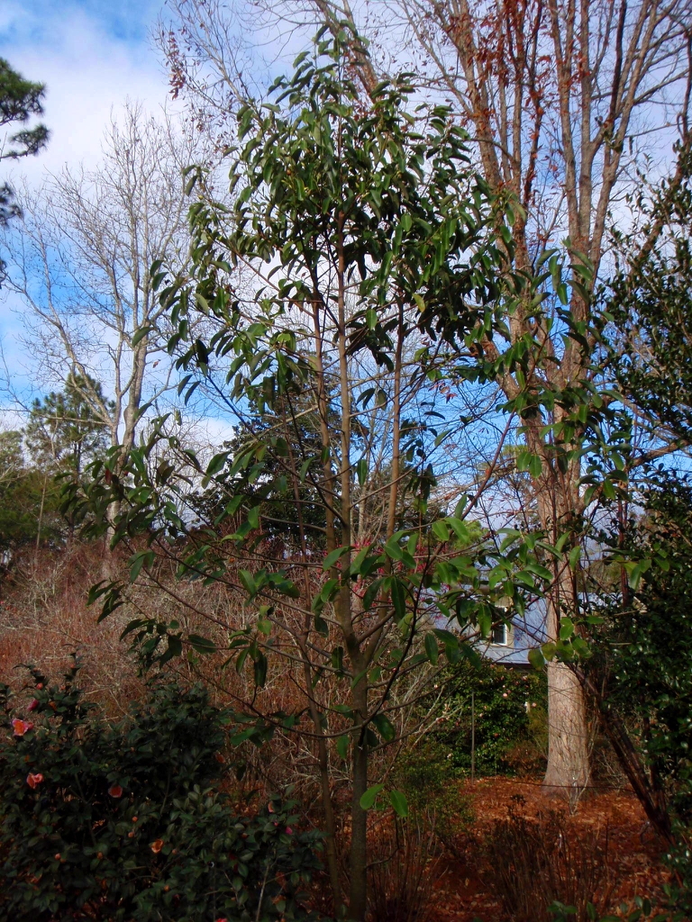 Magnolia maudiae | North Carolina Extension Gardener Plant Toolbox