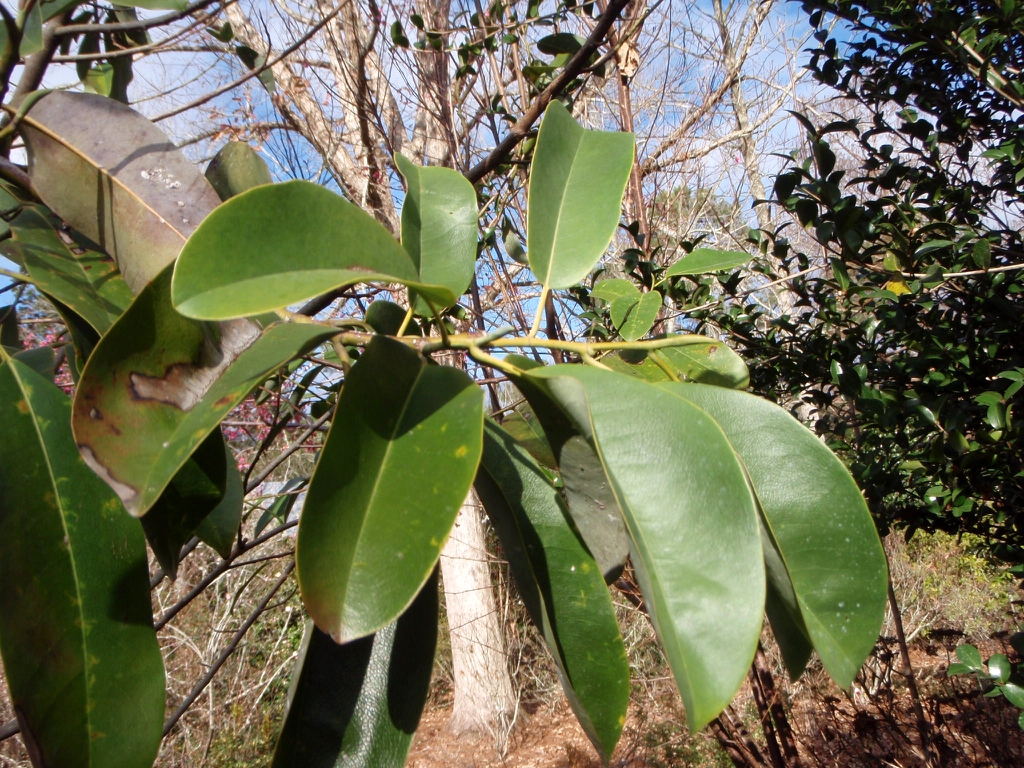 Magnolia maudiae | North Carolina Extension Gardener Plant Toolbox
